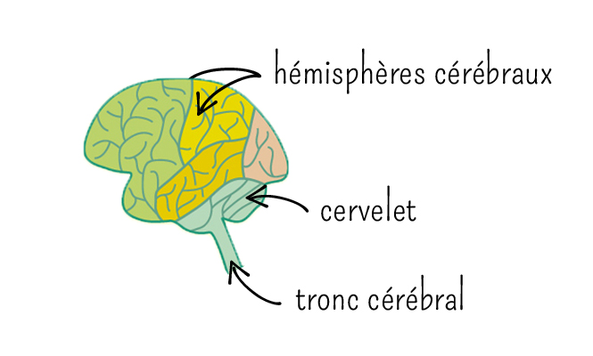 Comment fonctionne notre cerveau ? | MOMES