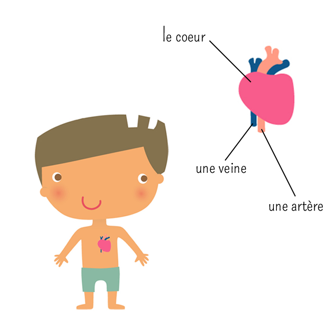 La composition du corps humain | MOMES