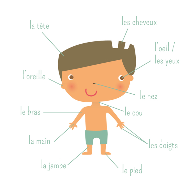 Les secrets du corps humain | MOMES