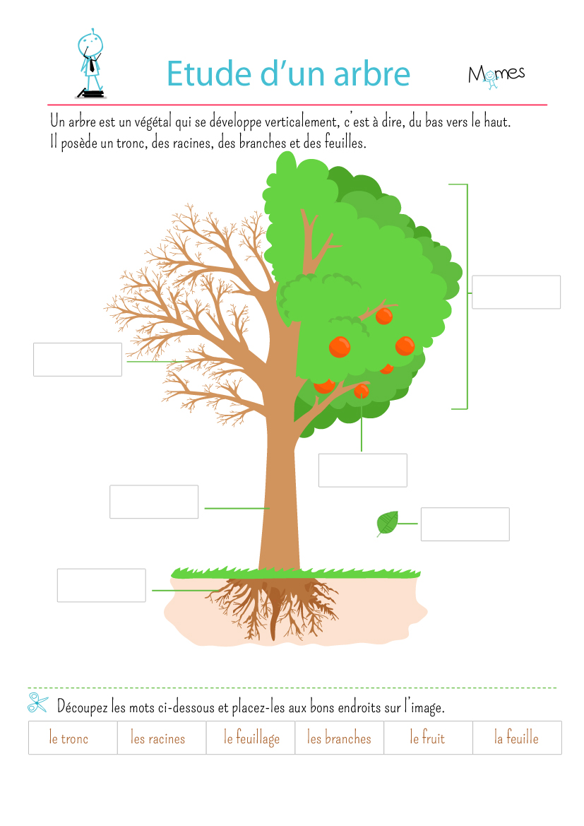 Schéma arbre : les différentes parties de l'arbre | MOMES
