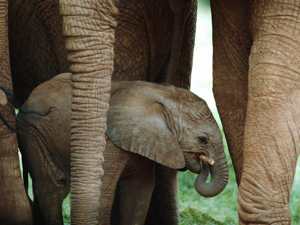 Top 19 des bébés animaux les plus mignons | MOMES