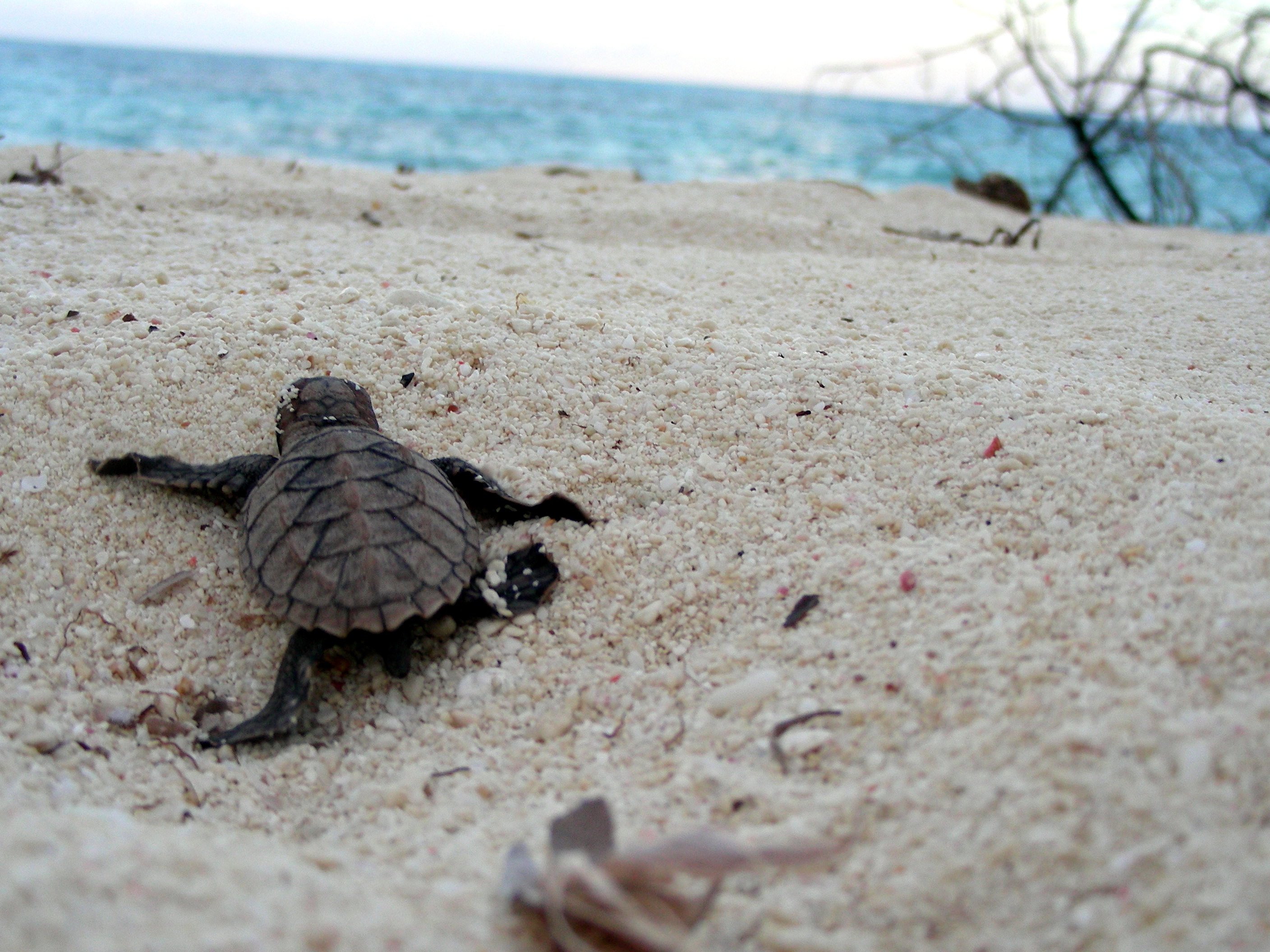 Top 19 des bébés animaux les plus mignons | MOMES