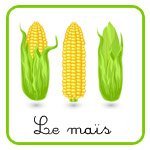 Le maïs | MOMES