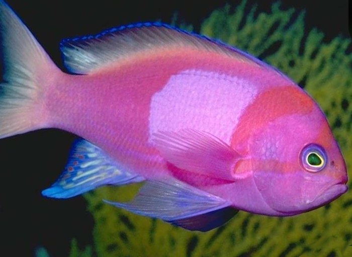 Les incroyables couleurs des animaux | MOMES