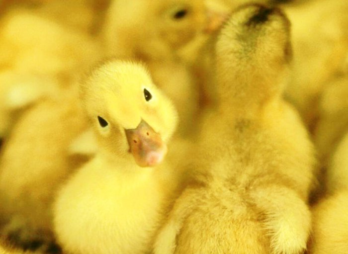 Les incroyables couleurs des animaux | MOMES