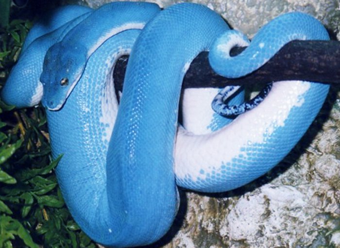 Les incroyables couleurs des animaux | MOMES