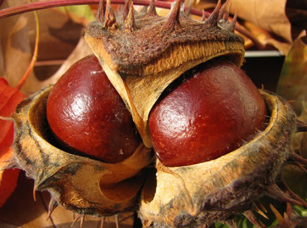 Toutes les couleurs sont dans la nature | MOMES.net