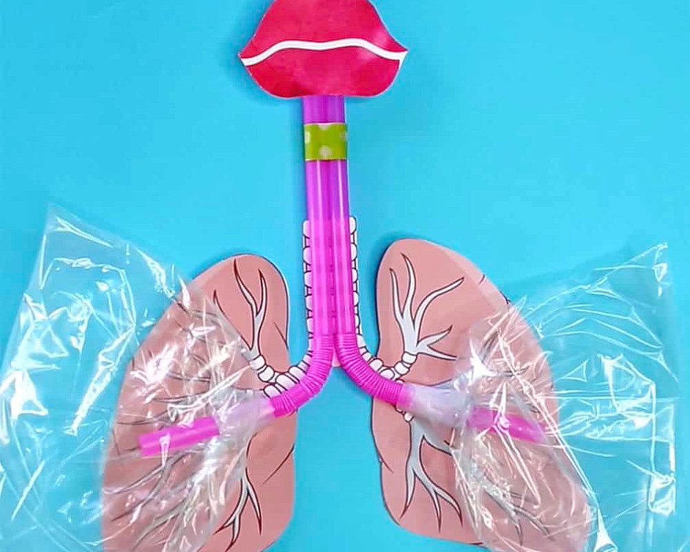 10 activités ludiques sur le corps humain | MOMES