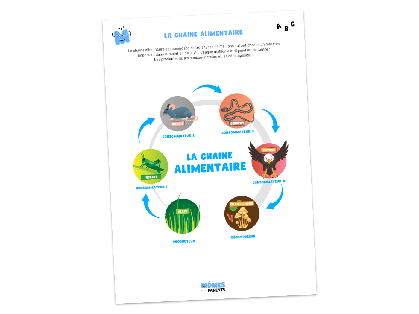 Comprendre la chaîne alimentaire des animaux | MOMES