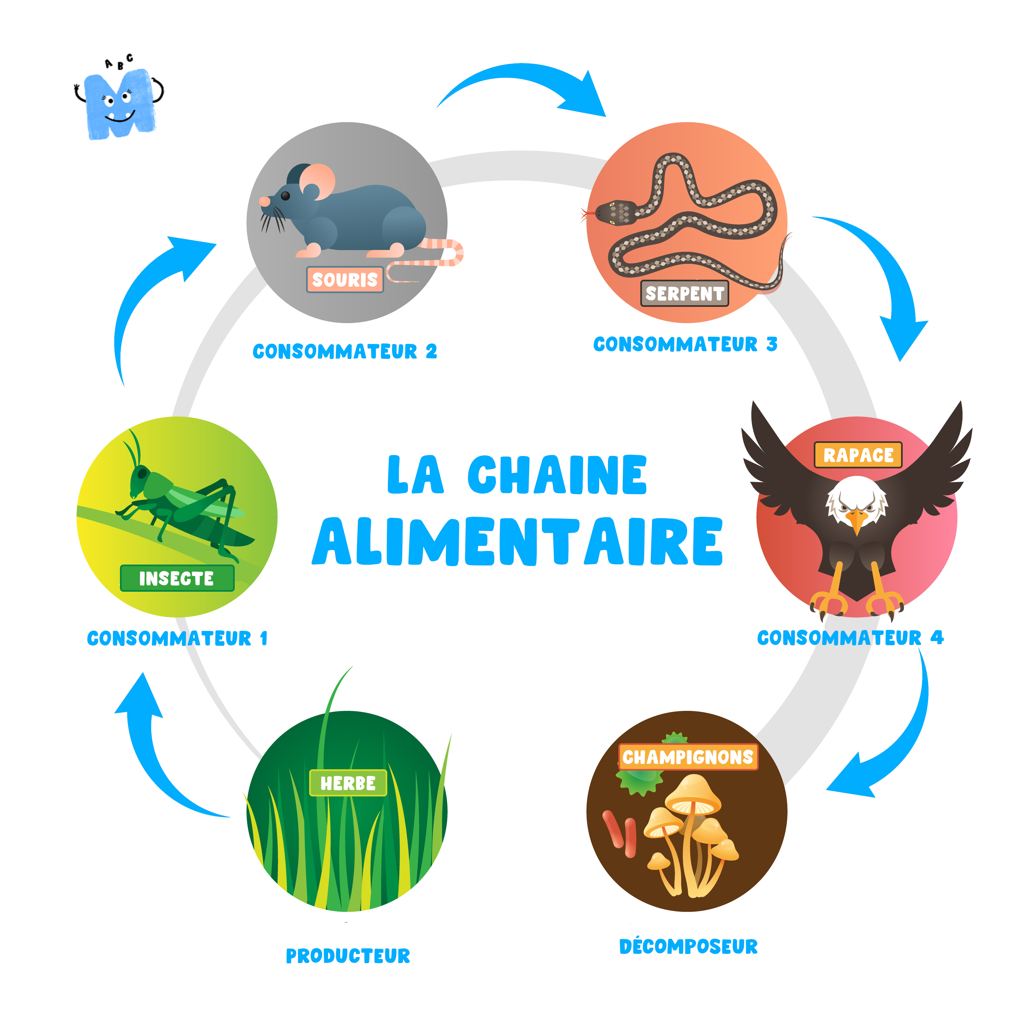 Comprendre la chaine alimentaire | MOMES.net