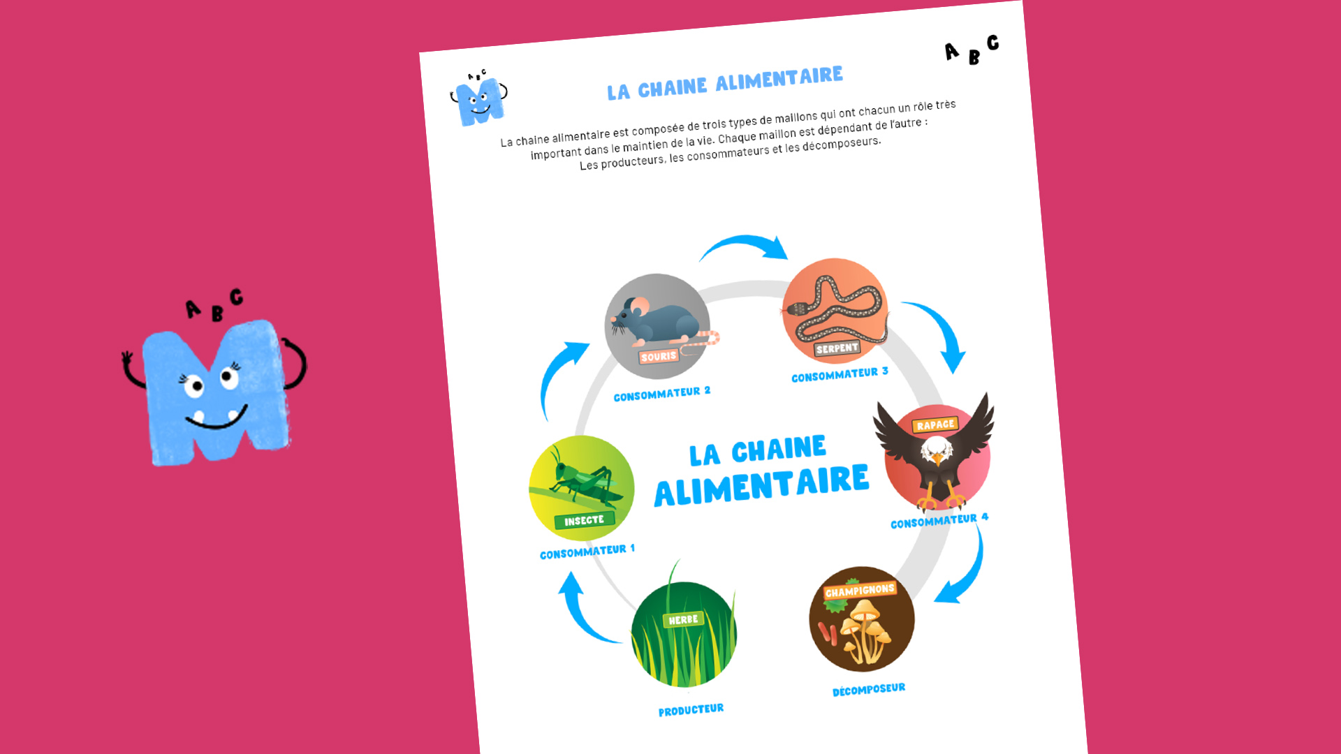 Comprendre la chaîne alimentaire des animaux | MOMES