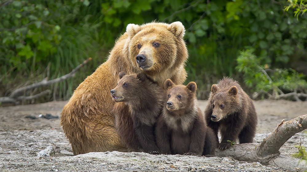 Découvrez ce qu'est un mammifère, ses caractéristiques et leurs petits ...