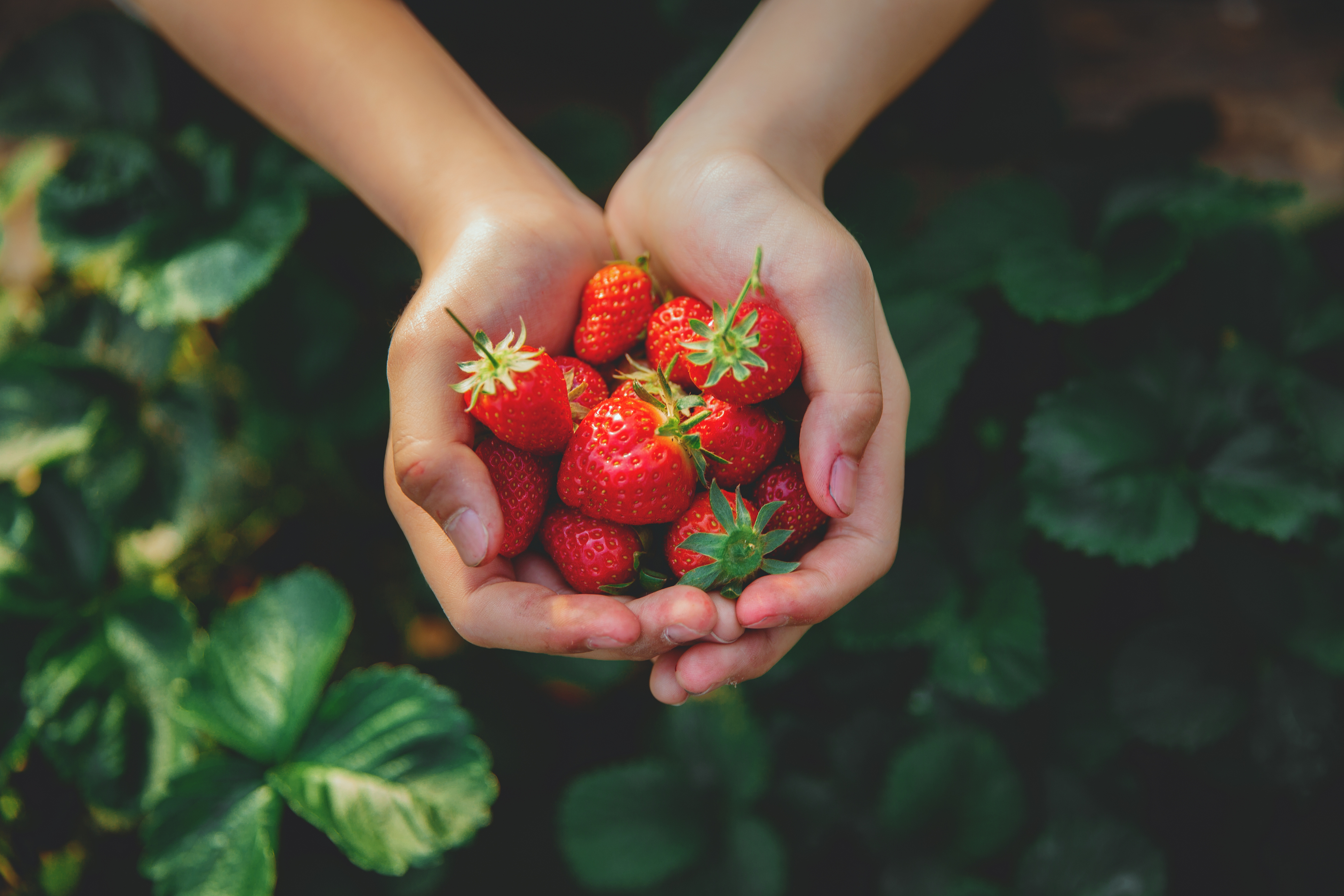 La fraise : tout savoir sur le fruit de l'été | MOMES