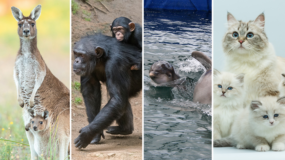 Découvrez ce qu'est un mammifère, ses caractéristiques et leurs petits ...