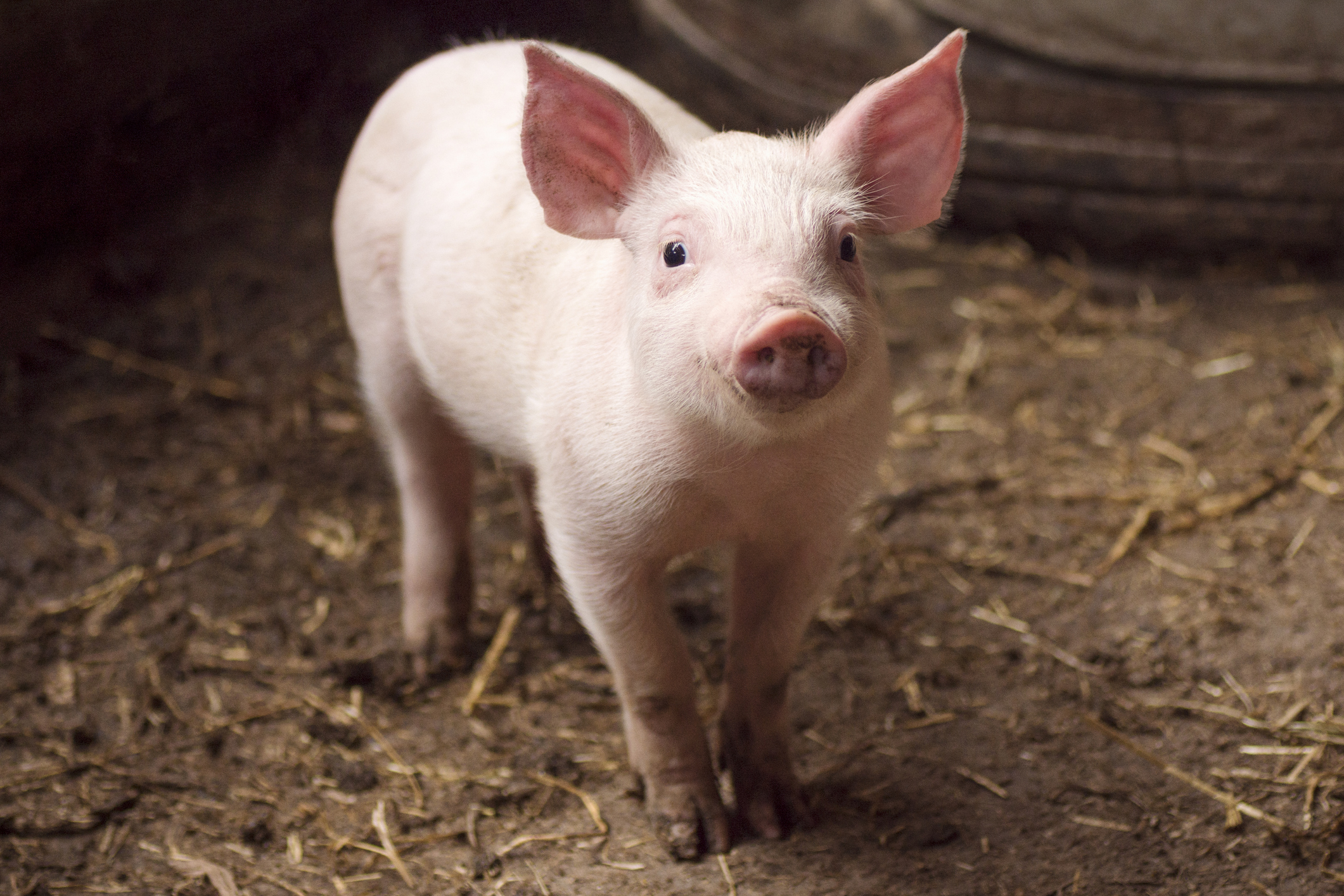 Le cochon : présentation et informations | MOMES