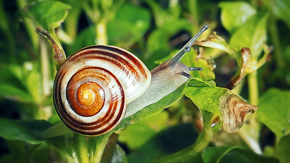 Découvrez l'escargot, ce petit animal fascinant | MOMES