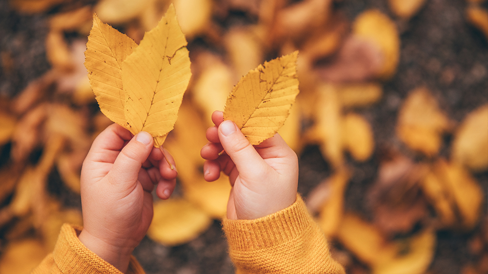 Découvrez pourquoi les feuilles des arbres tombent en Automne | MOMES
