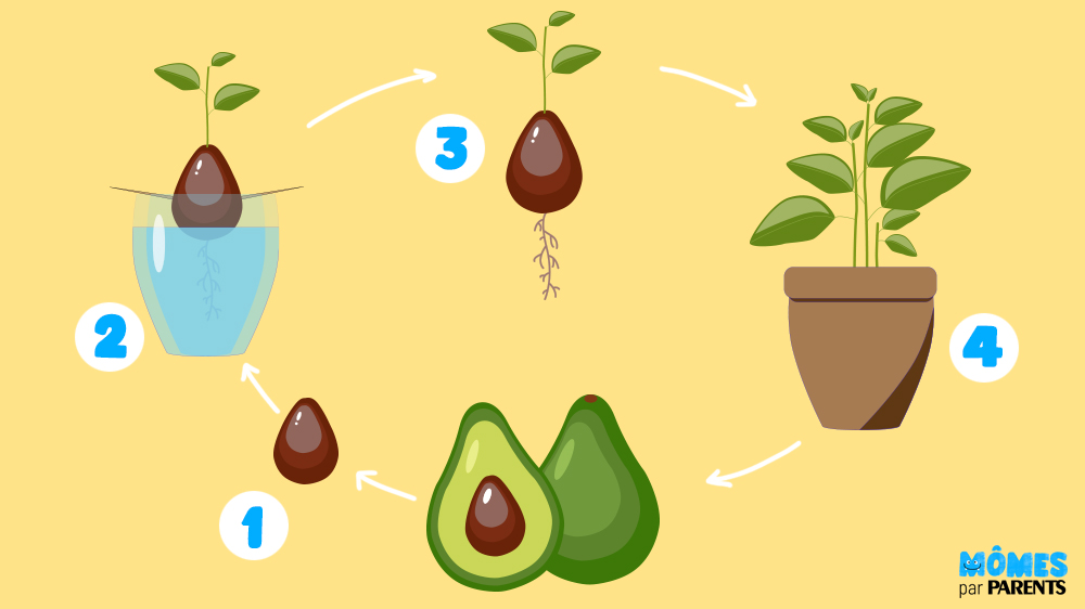 Découvrez comment faire pousser un avocatier ? | MOMES