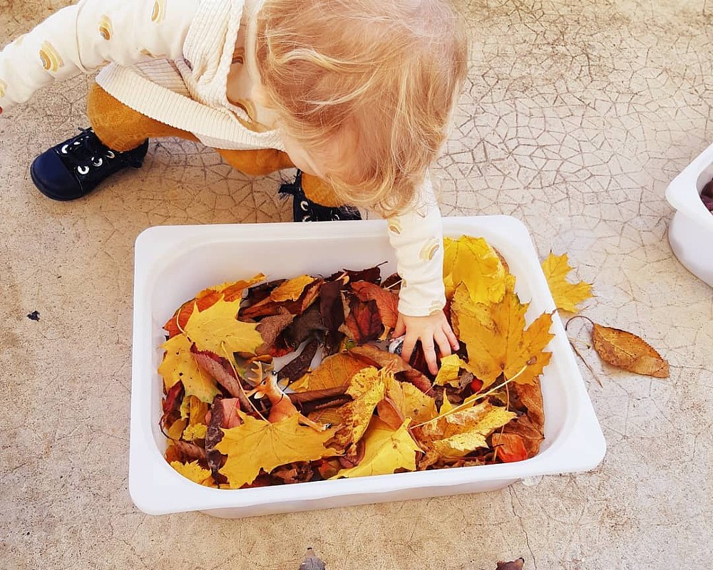 20 activités avec des feuilles d'arbre pour les enfants | MOMES