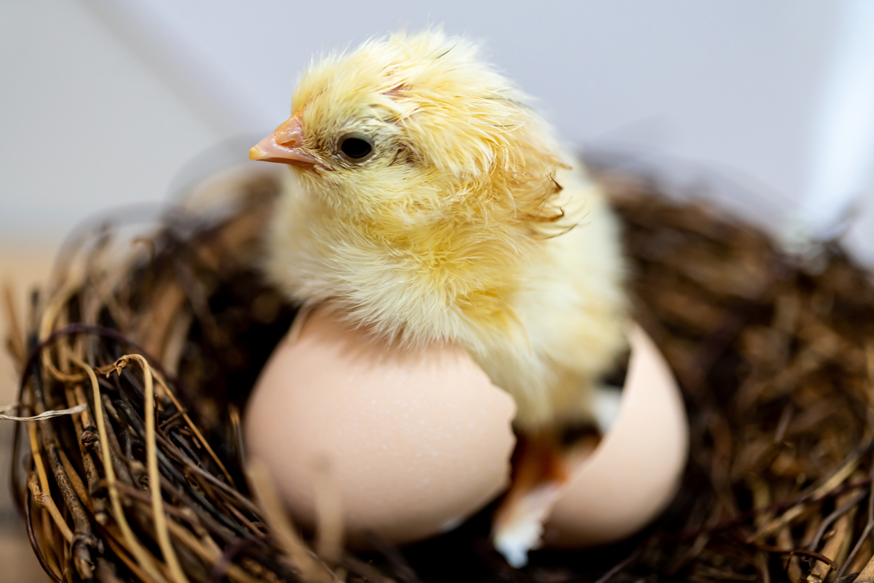 Science et vie : naissance d'un poussin | MOMES