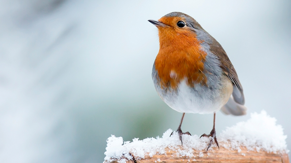 Découvrez comment aider les oiseaux du jardin en hiver | MOMES