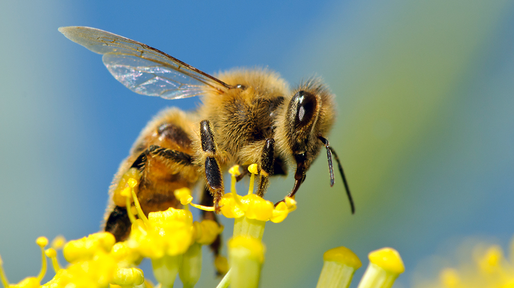 Découvrez le monde des abeilles | MOMES
