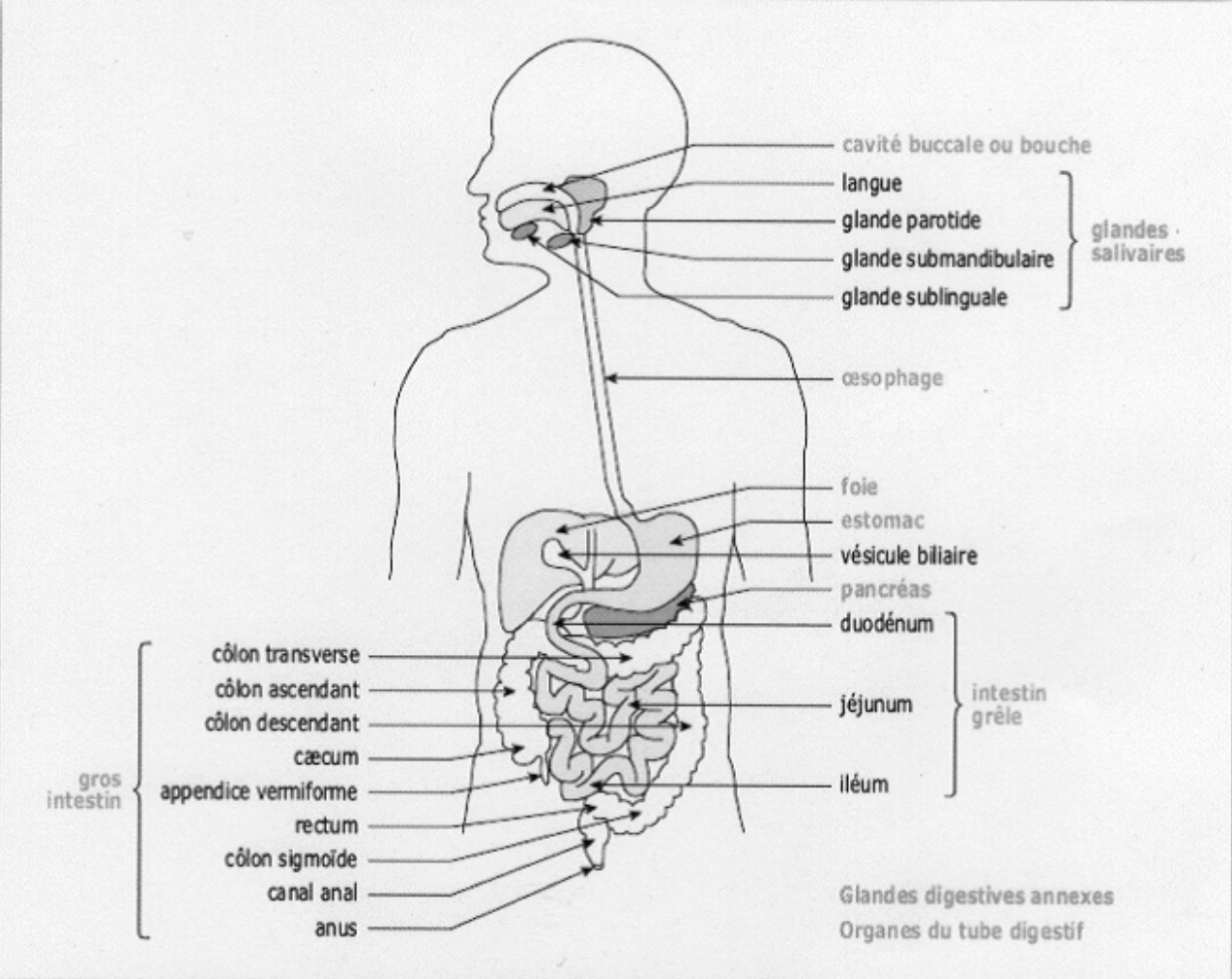 Chemin digestif : De l'assiette aux toilettes | MOMES