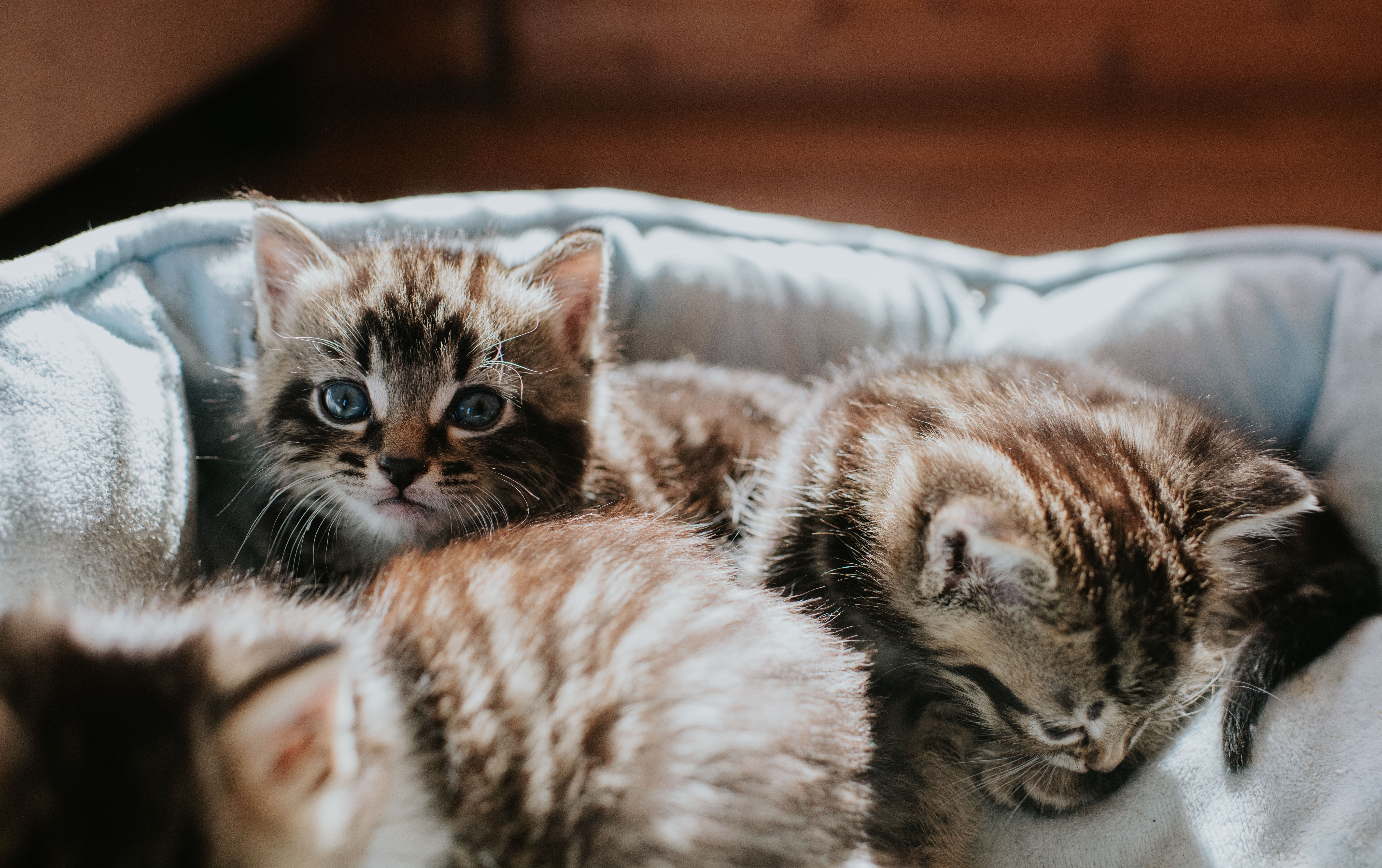 Paroles : 3 petit chats | MOMES