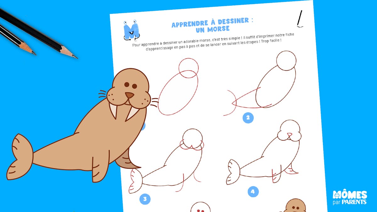 Apprenez à dessiner un morse facilement avec Mômes ! | MOMES