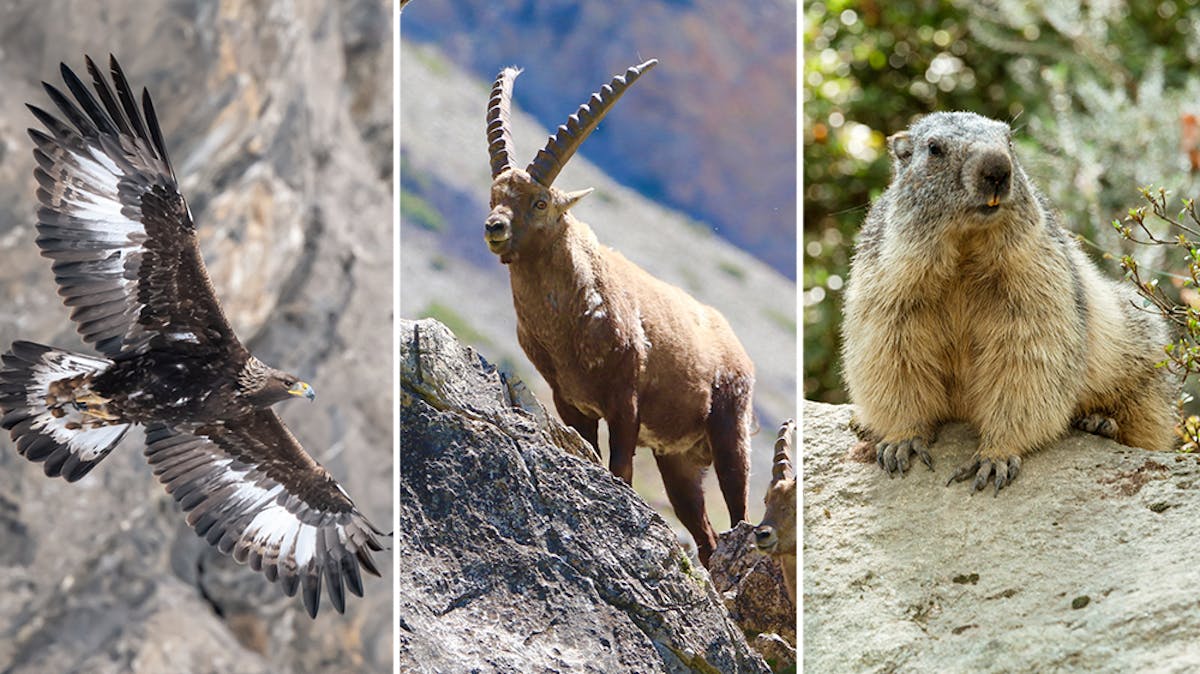 Les animaux des montagnes | MOMES