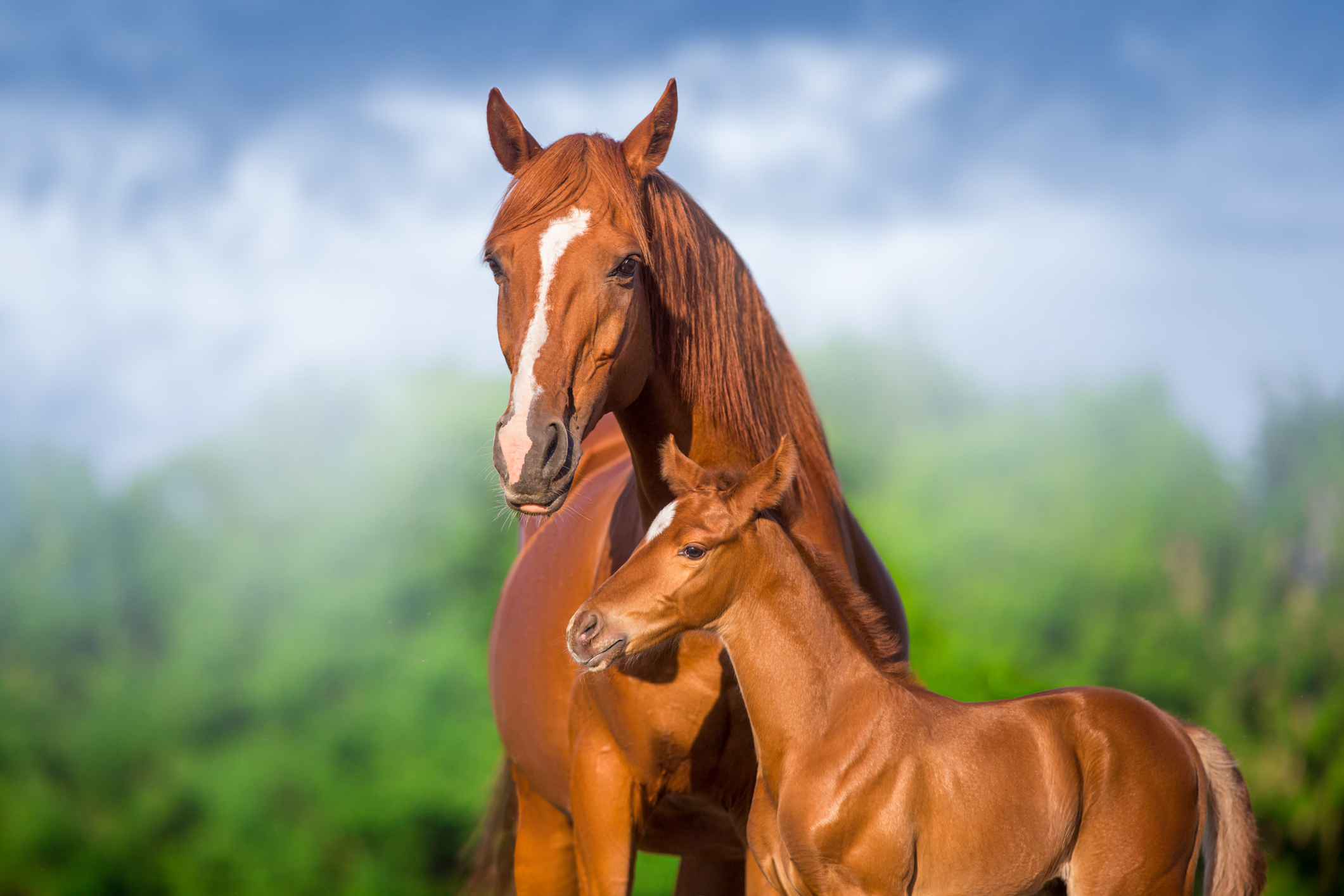 Sélection des bébés animaux les plus mignons | MOMES